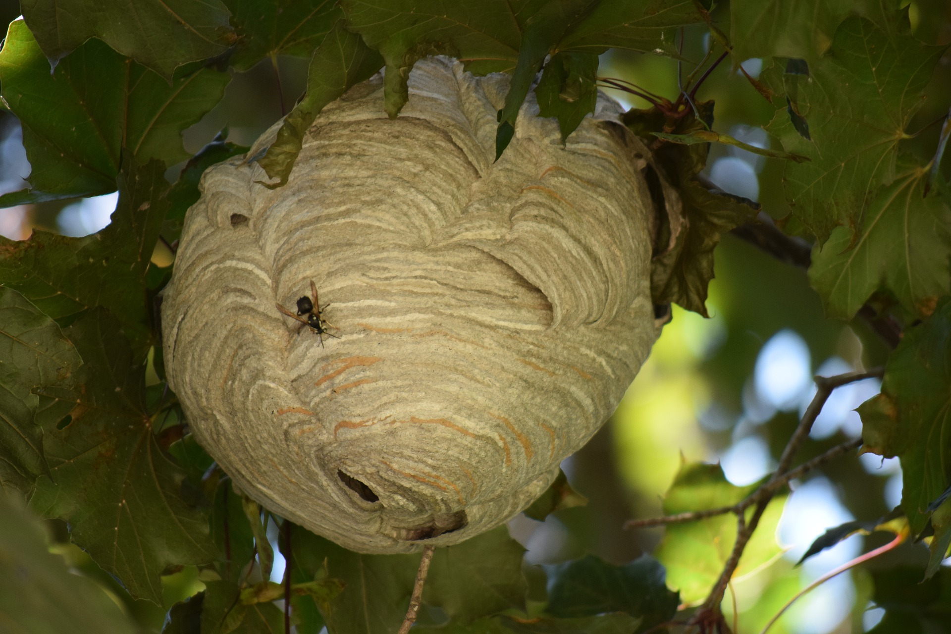 Honeybee, Yellowjacket, Paper Wasp? What’s the Difference? - Backyard ...
